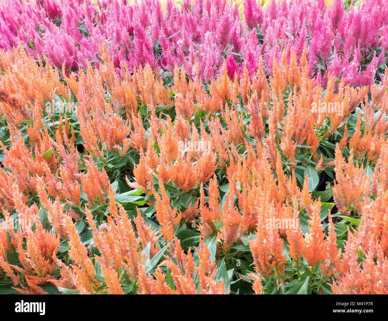 Chinese wool hi-res stock photography and images - Alamy