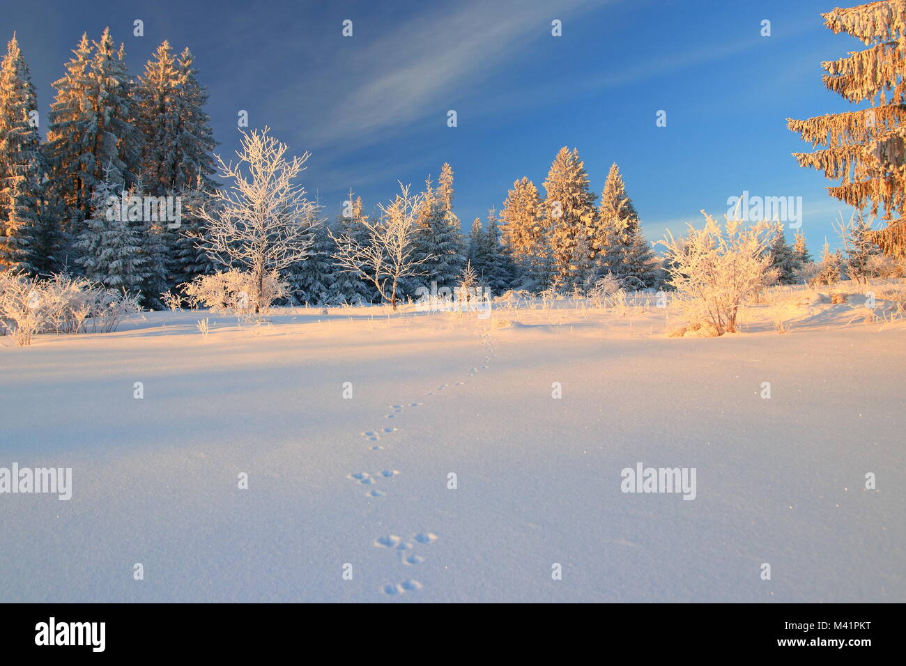 Mountain rabbits hi-res stock photography and images - Alamy