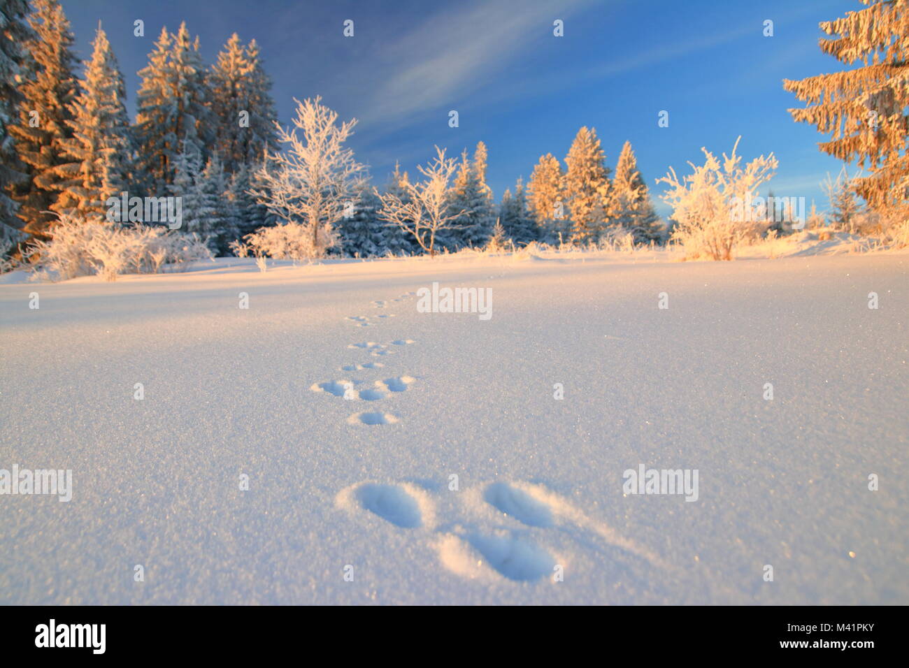 Rabbits footprints in snow Stock Photo - Alamy