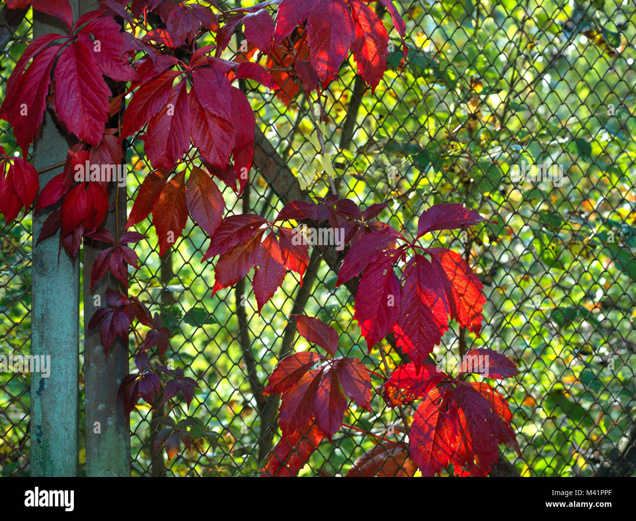 Red wild grape leaves growing on the fence, outdoor cropped shot Stock ...