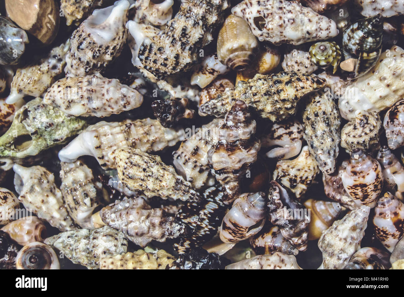 Background: Many Seashells from Mediterranean Sea Stock Photo - Alamy