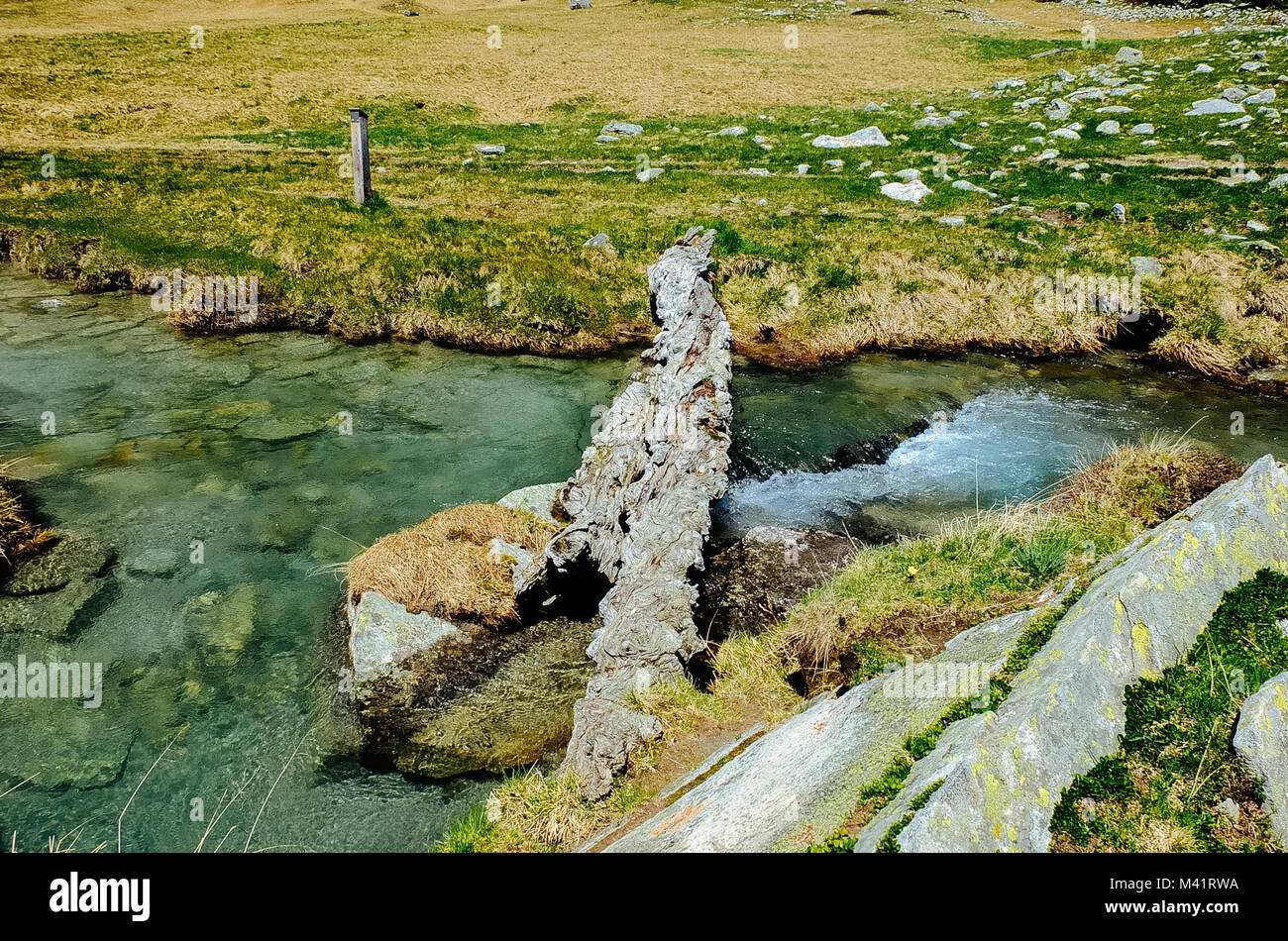 alpine river stream flowing among alpine meadows of the devero alp on a ...