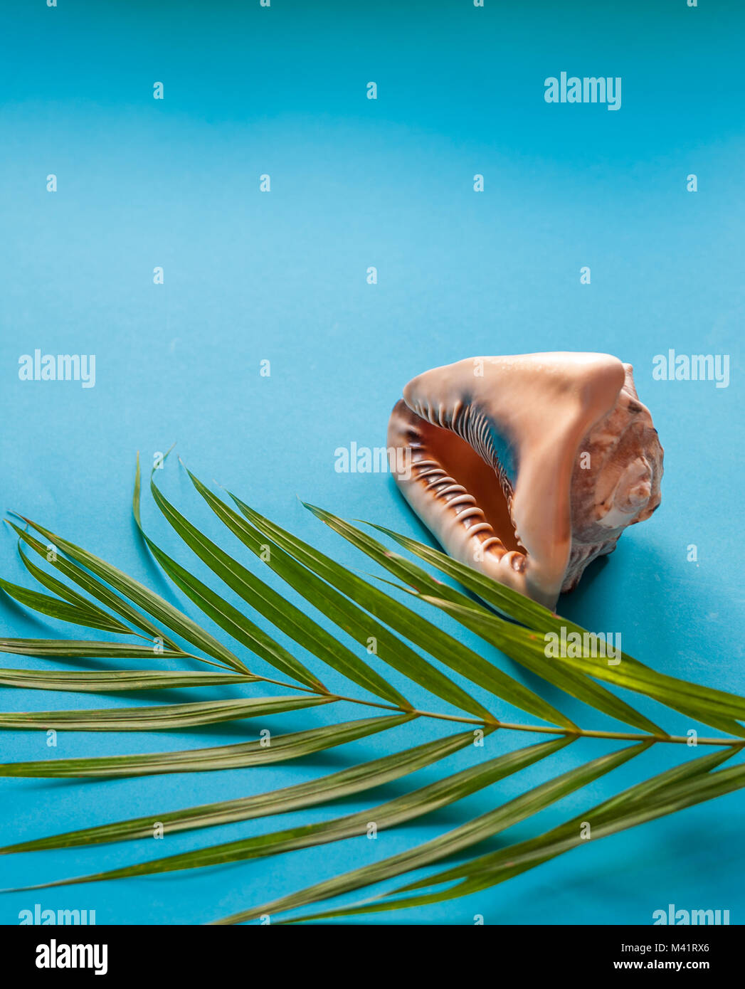 tropical holiday concept: big tropical shell with a palm tree leaf on a ...