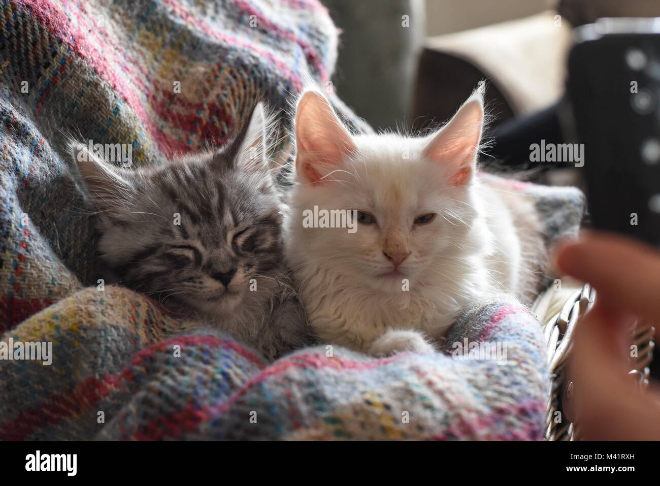 Two cute Maine Coon kittens cuddling/snuggling contented on a plaid ...