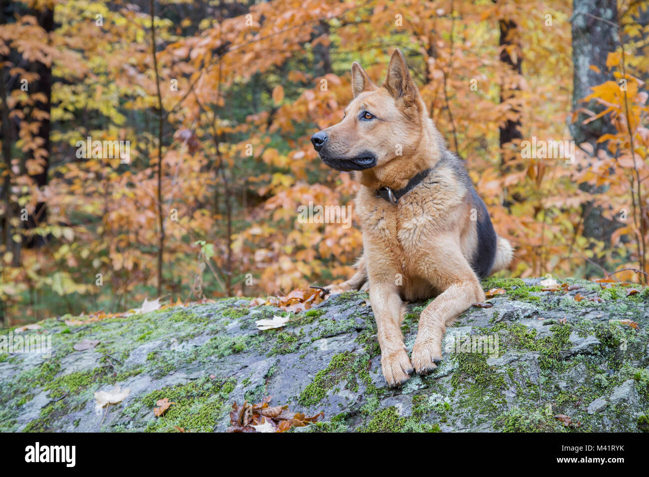 Beautiful German Shepherd in Autumn scenery Stock Photo - Alamy