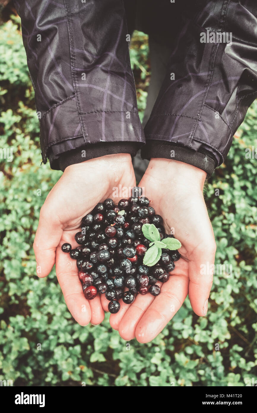 Hand and blueberry hi-res stock photography and images - Alamy
