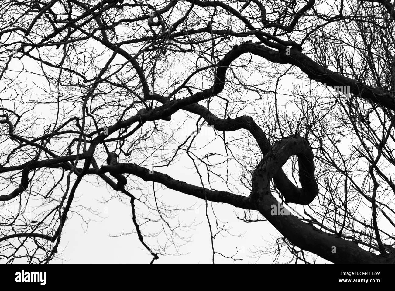 Tree branches 3 B&W Stock Photo - Alamy