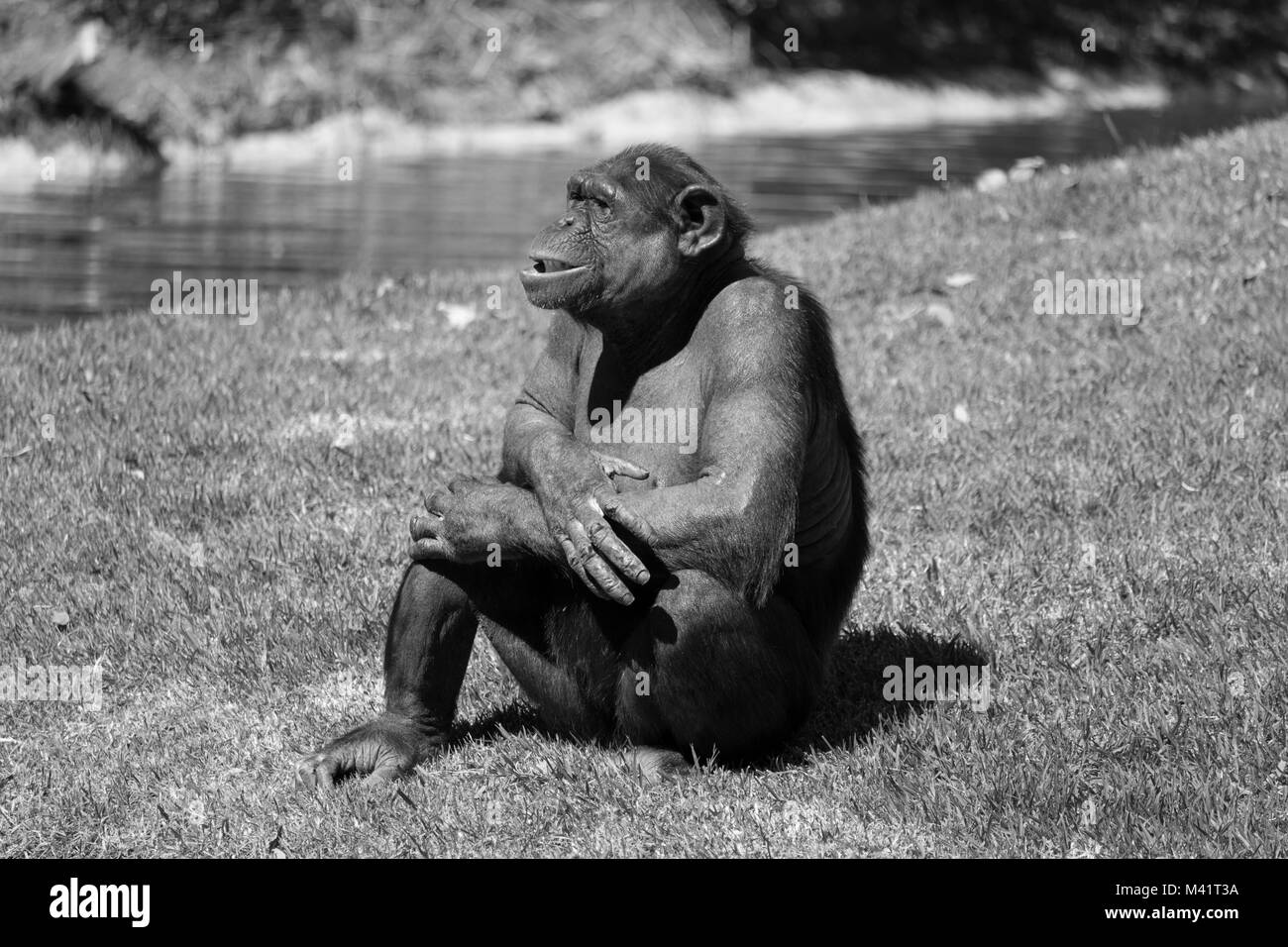 Black and white chimpanzee portrait Black and White Stock Photos ...