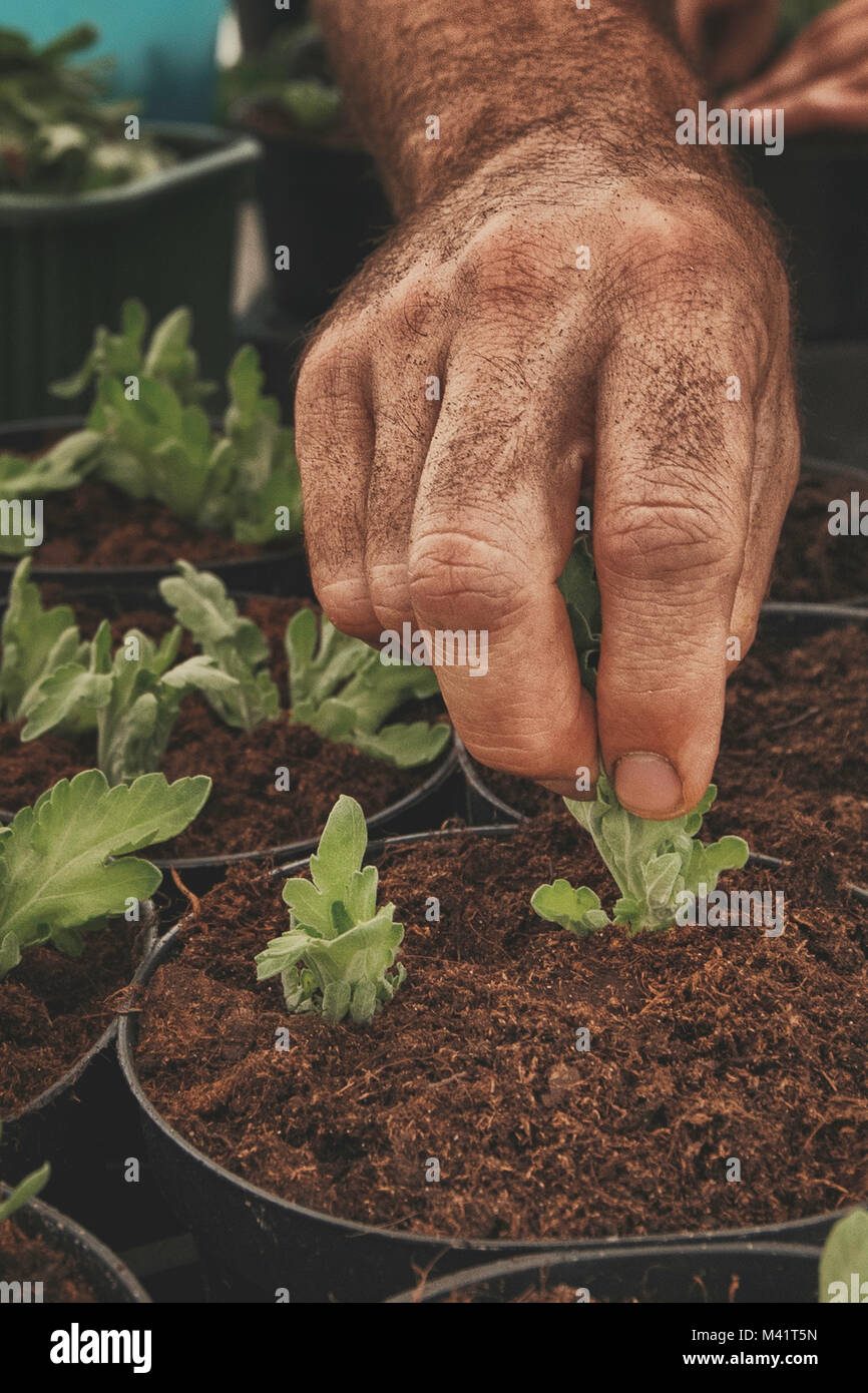Hand planting in the fresh soil Stock Photo - Alamy