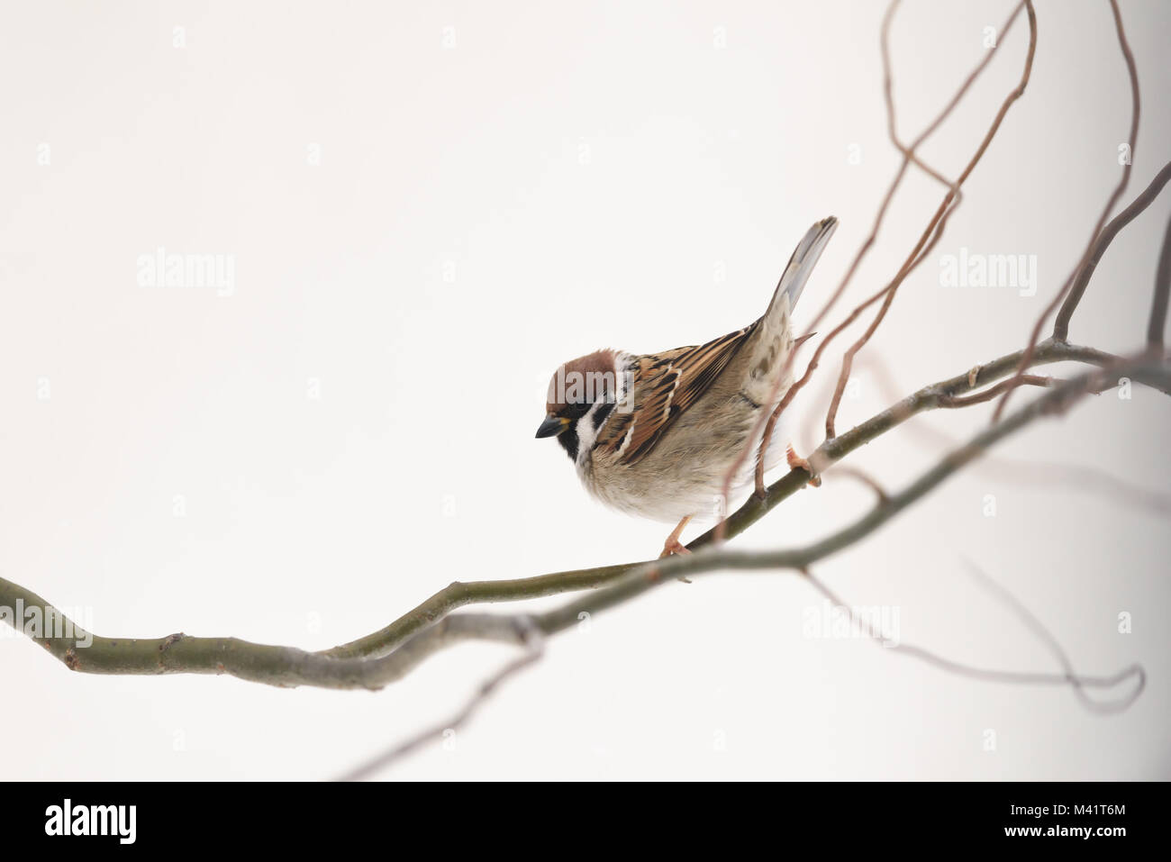 Sparrow hi-res stock photography and images - Alamy