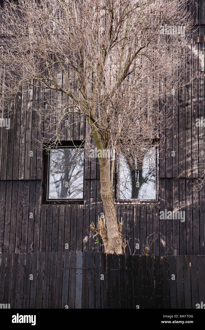 Europe, Germany, North Rhine-Westphalia, Cologne, tree in front of a ...