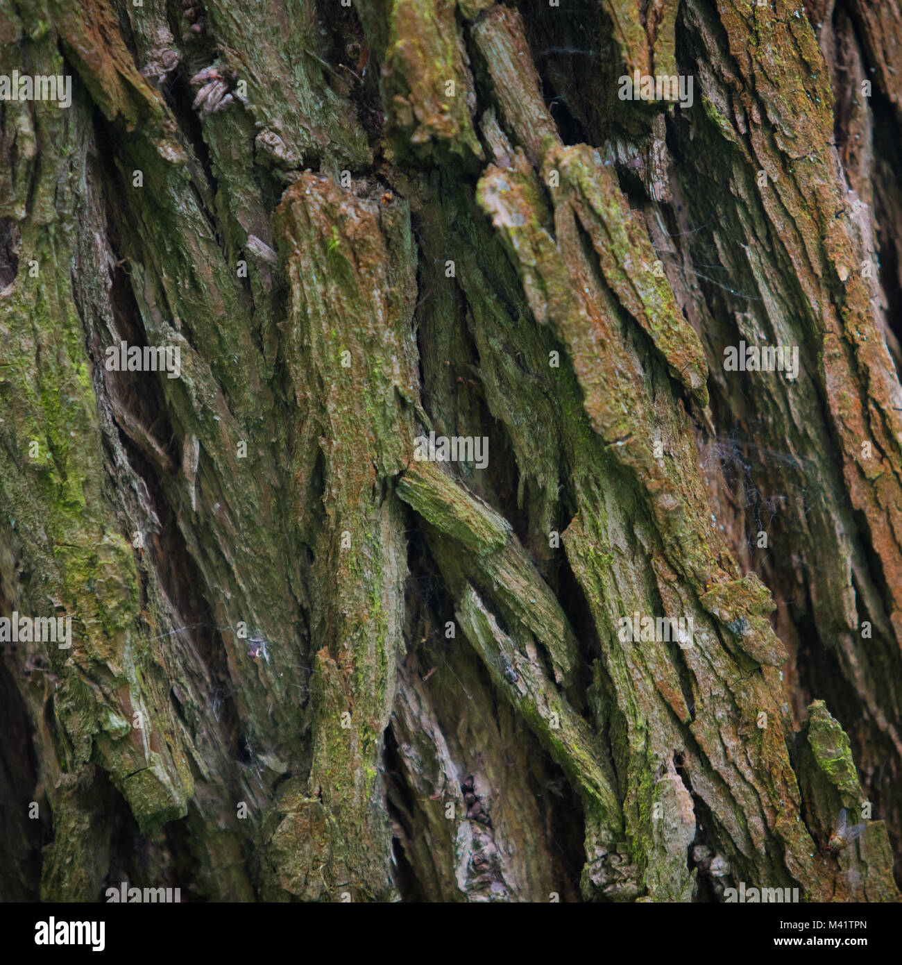 Bark Tree texture in nature Stock Photo - Alamy