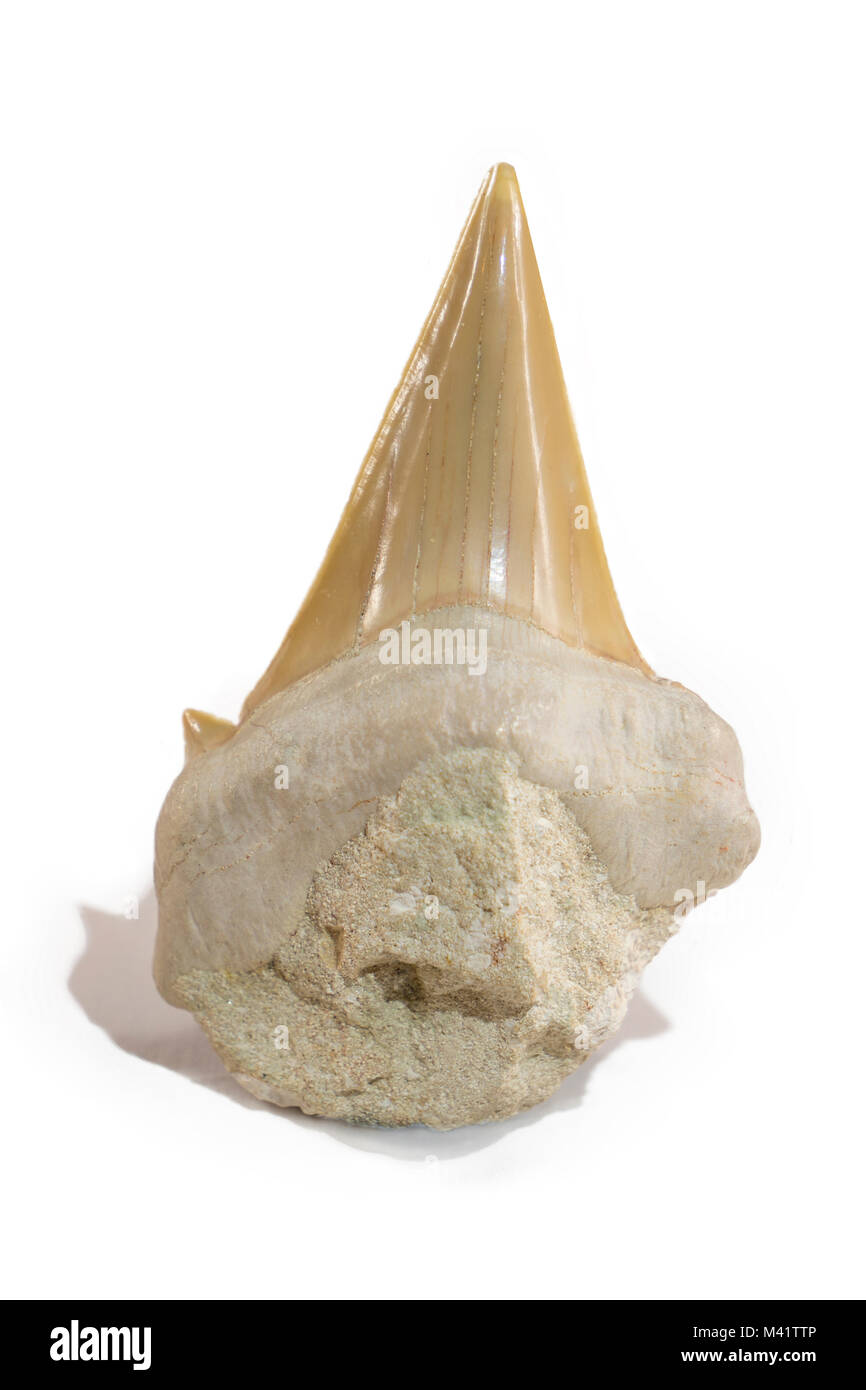A fossilised shark tooth against a white background Stock Photo - Alamy