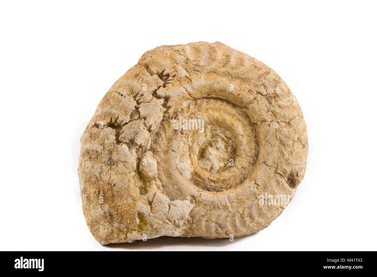 Ammonite fossil against a white background Stock Photo - Alamy