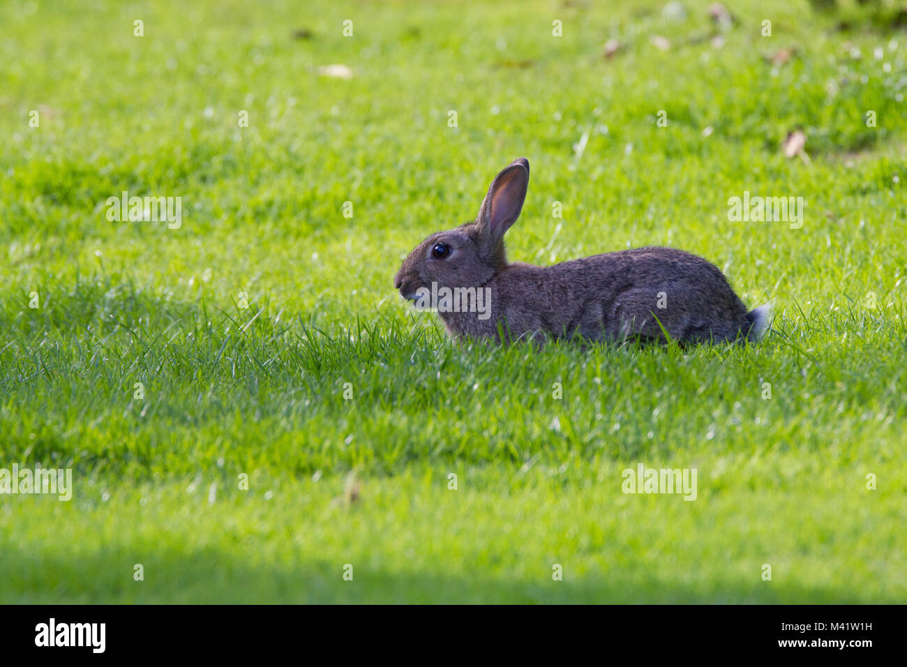 Attentive to surroundings hi-res stock photography and images - Alamy