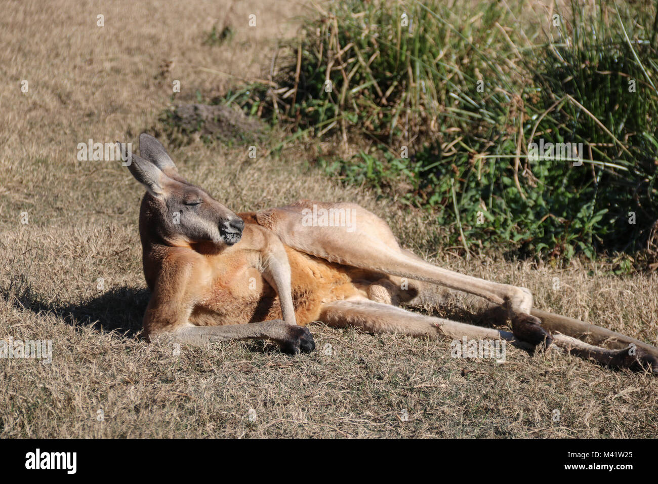 Kangaroo Relaxing in the sun Stock Photo - Alamy