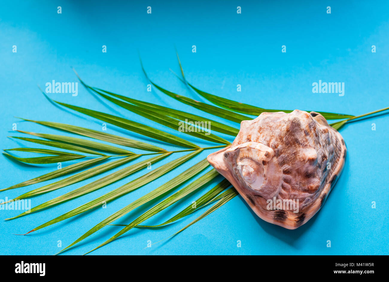 tropical holiday concept: big tropical shell with a palm tree leaf on a ...