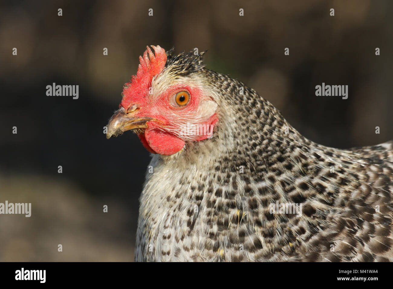 A head shot of a pretty female chicken Stock Photo - Alamy