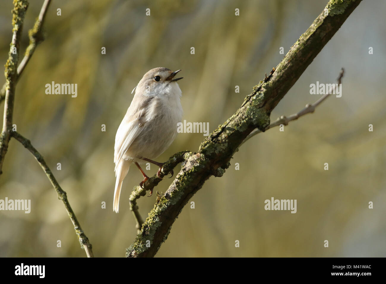 Leucistic robin hi-res stock photography and images - Alamy