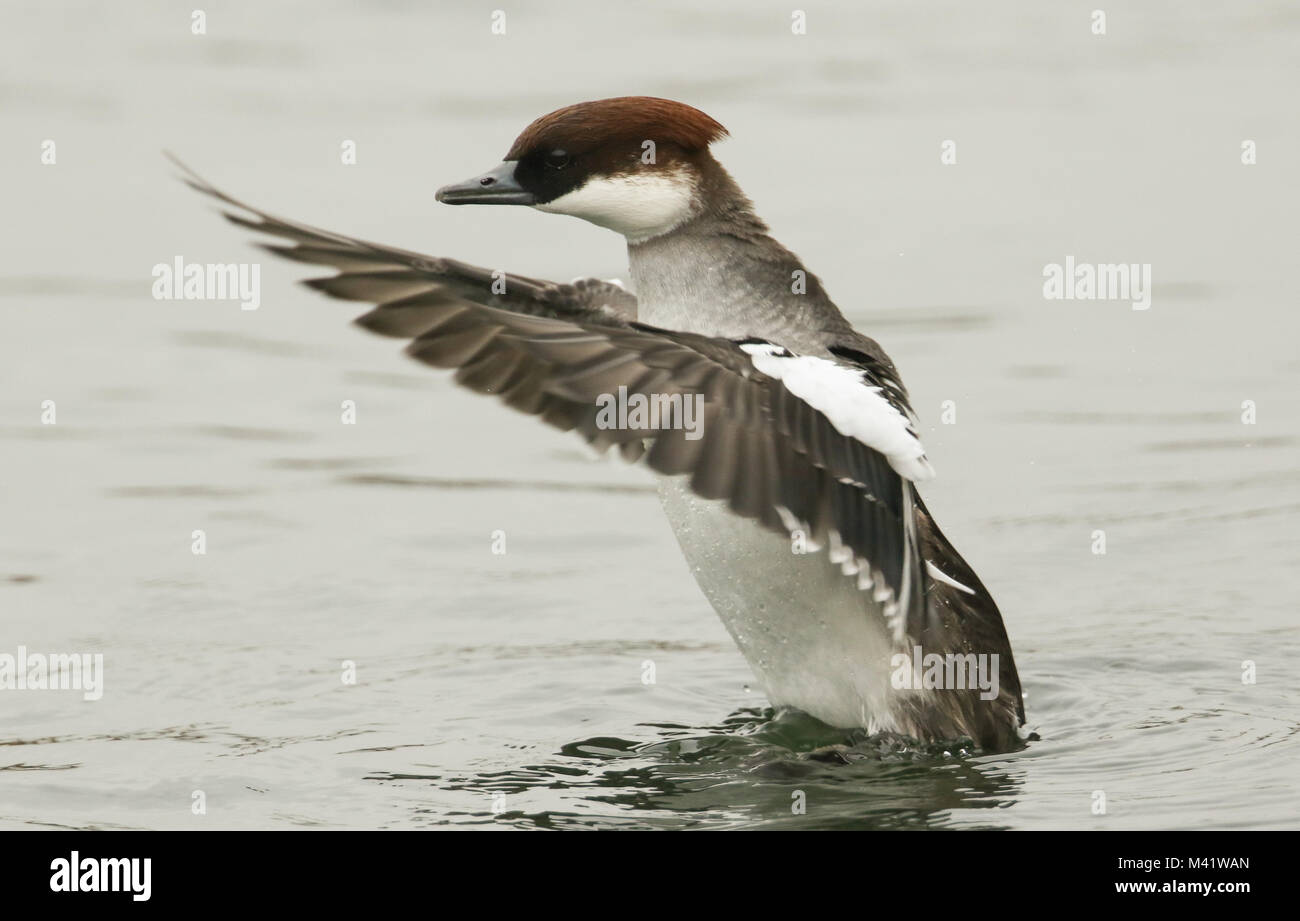 A stunning female Smew (Mergus albellus) flapping its wings forward ...