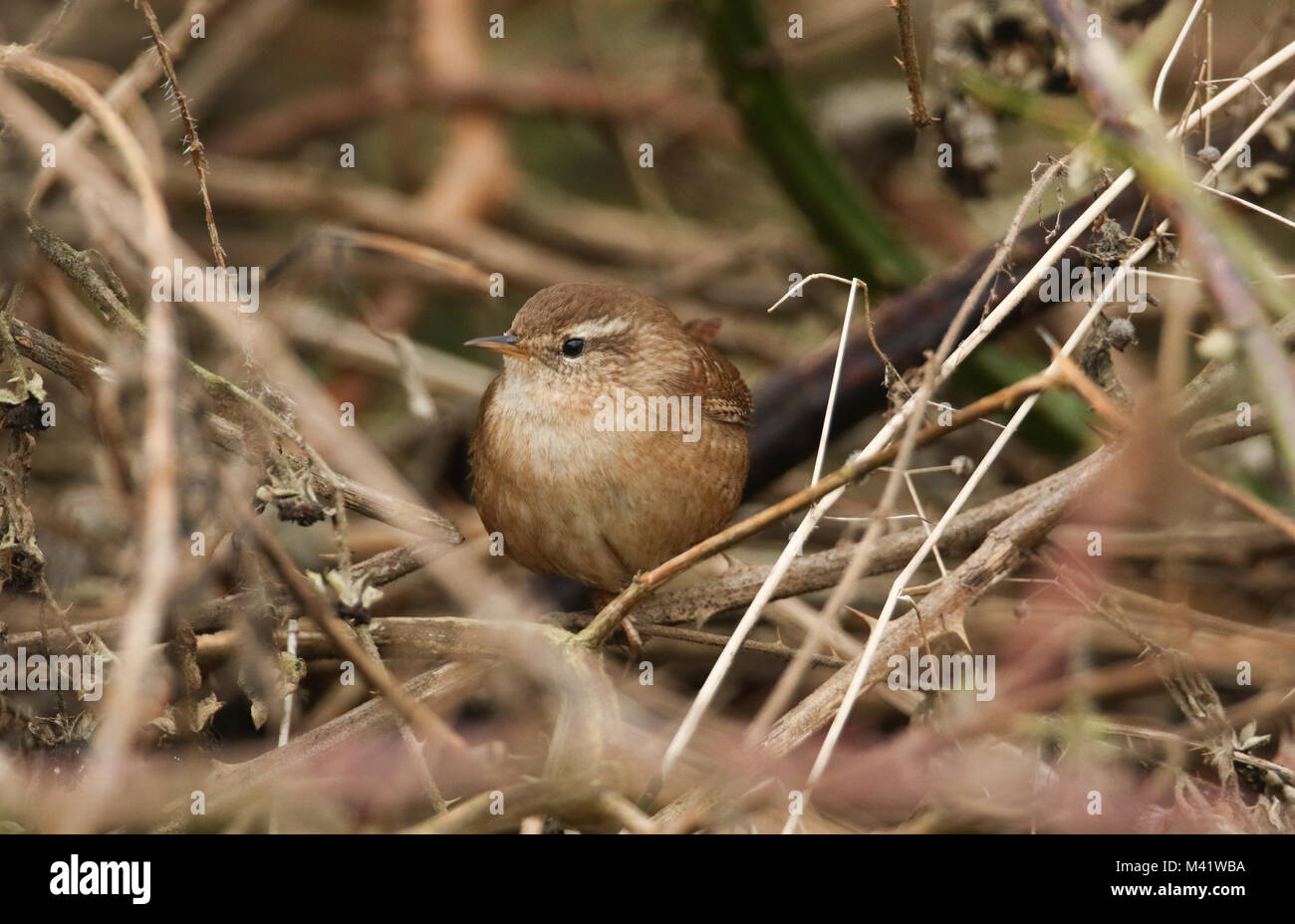 A pretty Wren (Troglodytes troglodytes) perched in a bramble bush Stock ...