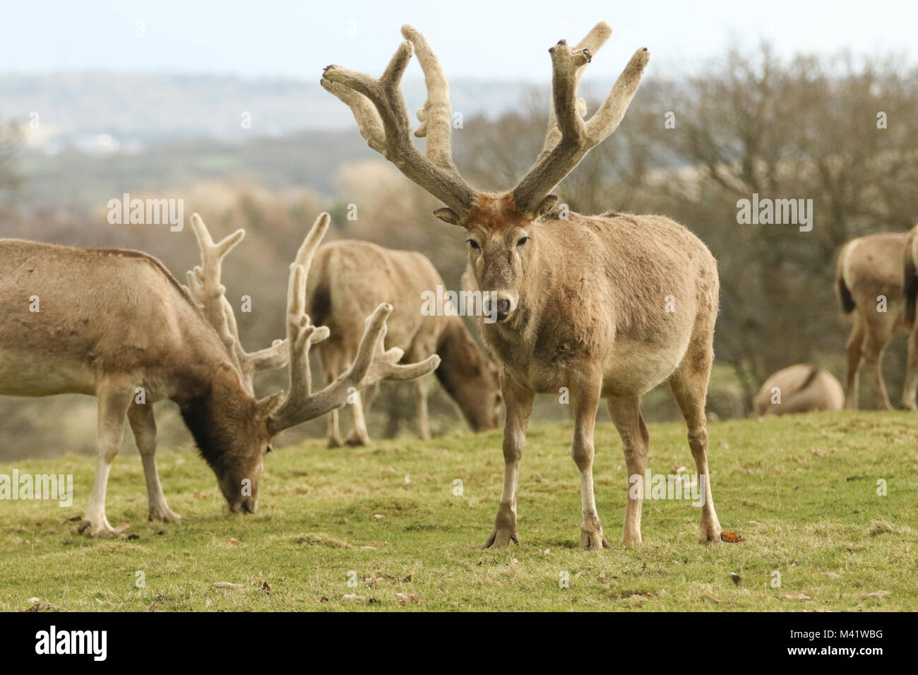 Bull with stunning horns hi-res stock photography and images - Alamy