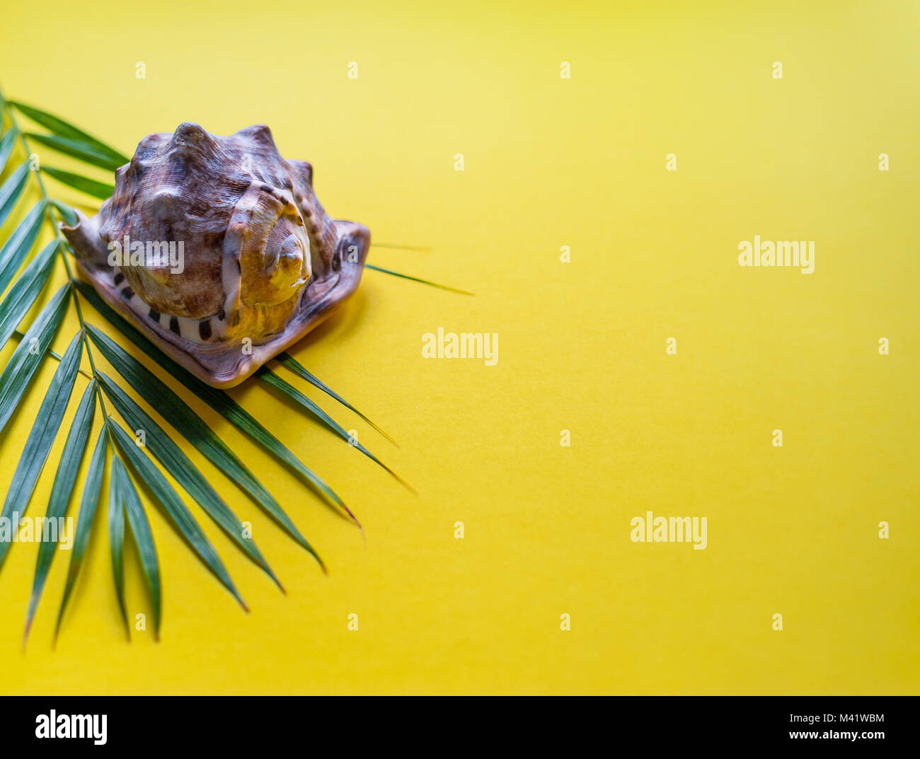 tropical holiday concept: big tropical sea shell with a palm tree leaf ...