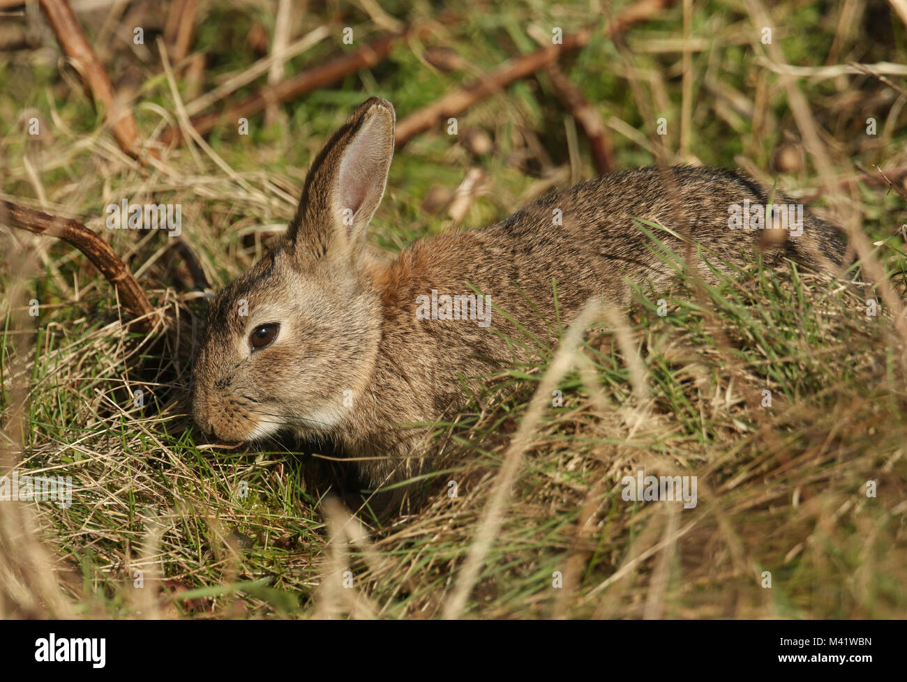 Orytolagus cuniculus hi-res stock photography and images - Alamy