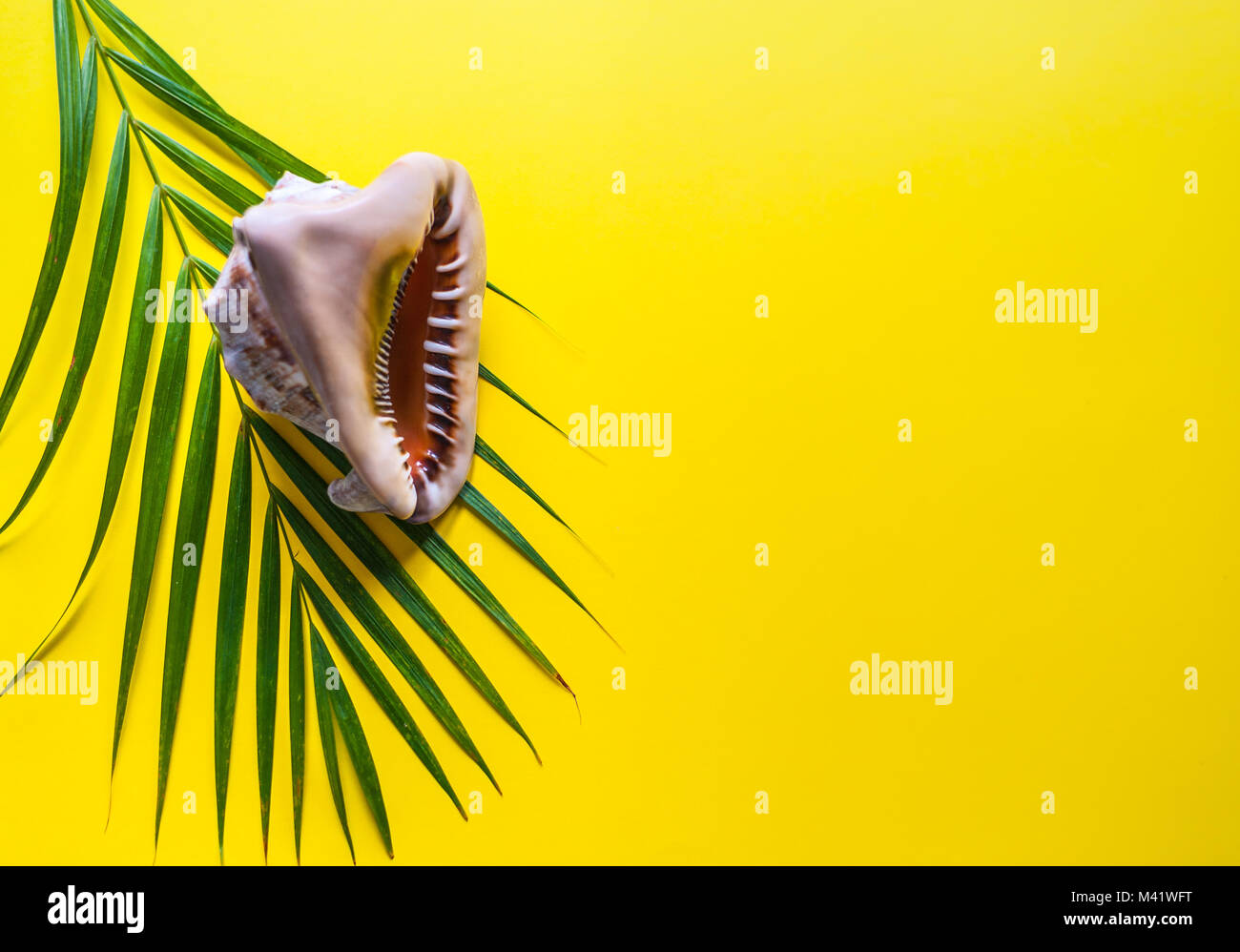 tropical holiday concept: big tropical sea shell with a palm tree leaf ...