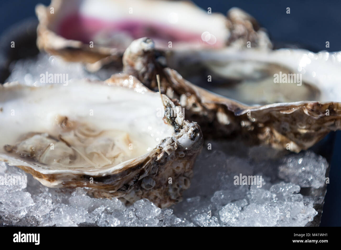 Crushed oyster shells hi-res stock photography and images - Alamy