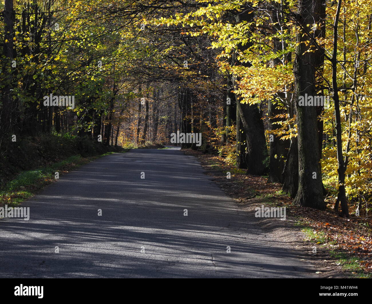 Road drive in desolate forest avenue with two rows of trees sides near ...