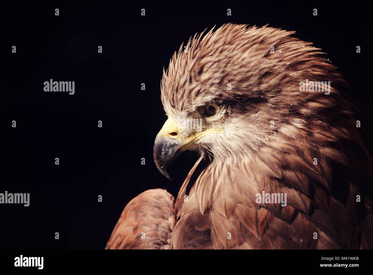 Eastern Imperial Eagle Stock Photo - Alamy
