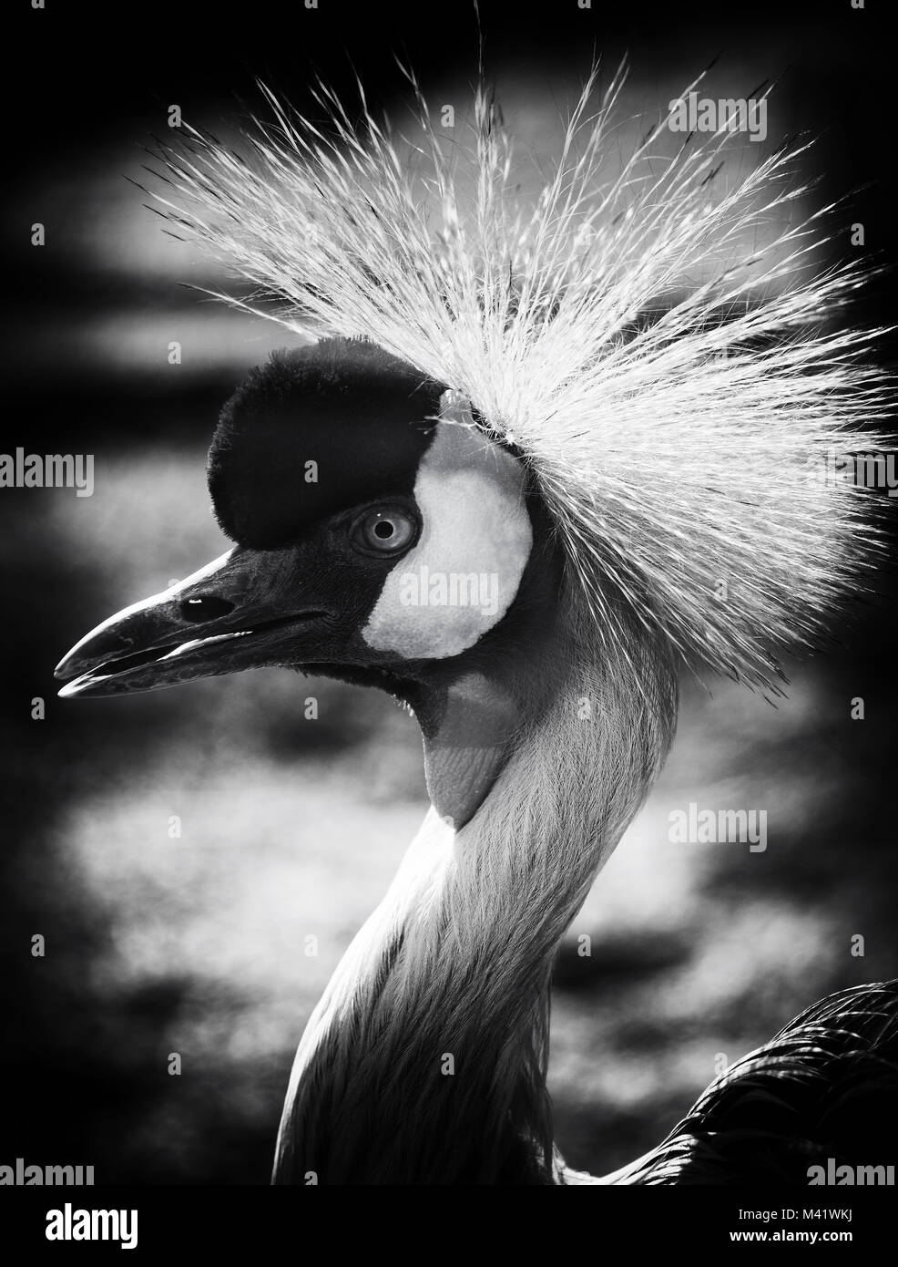 Black crowned crane Stock Photo - Alamy