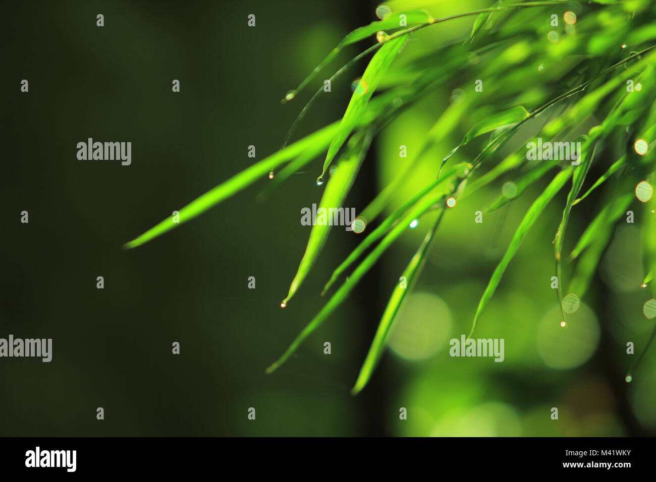 dewdrops with spiderweb Stock Photo - Alamy