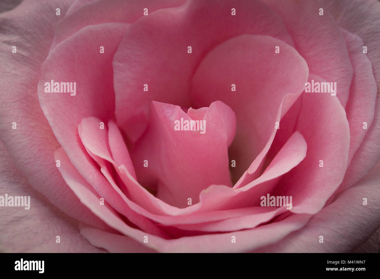 Zoom Rose High Resolution Stock Photography and Images - Alamy