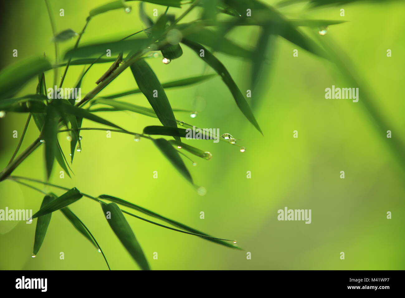 dewdrops with spiderweb Stock Photo - Alamy