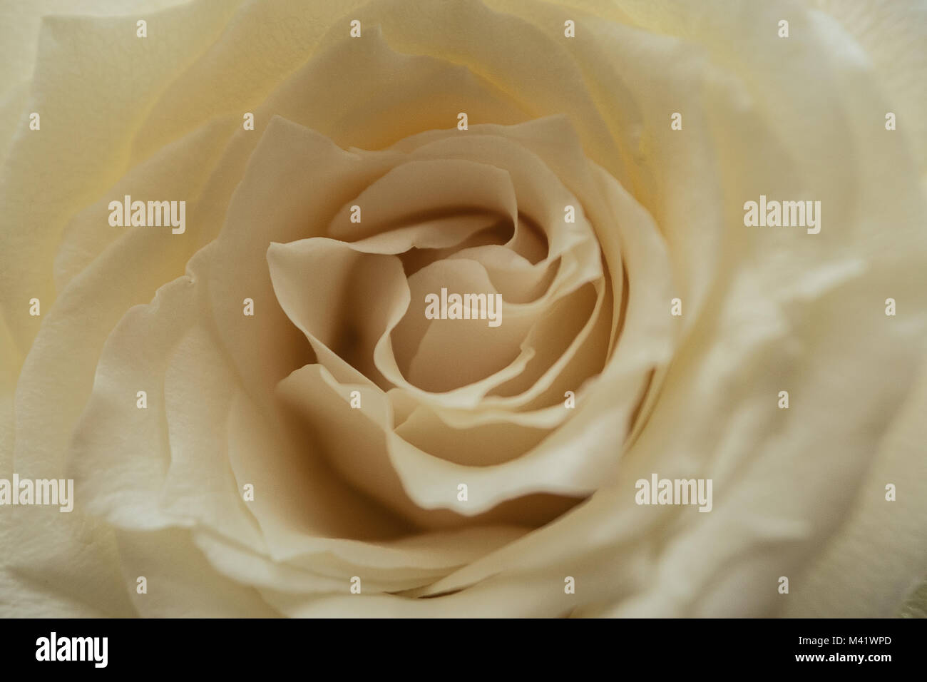 Cream Rose Up Close Macro Stock Photo - Alamy