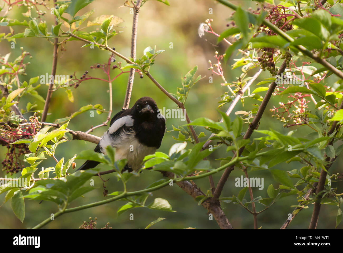 A solitary Magpie,Pica pica,sat in a tree staring straight at the ...