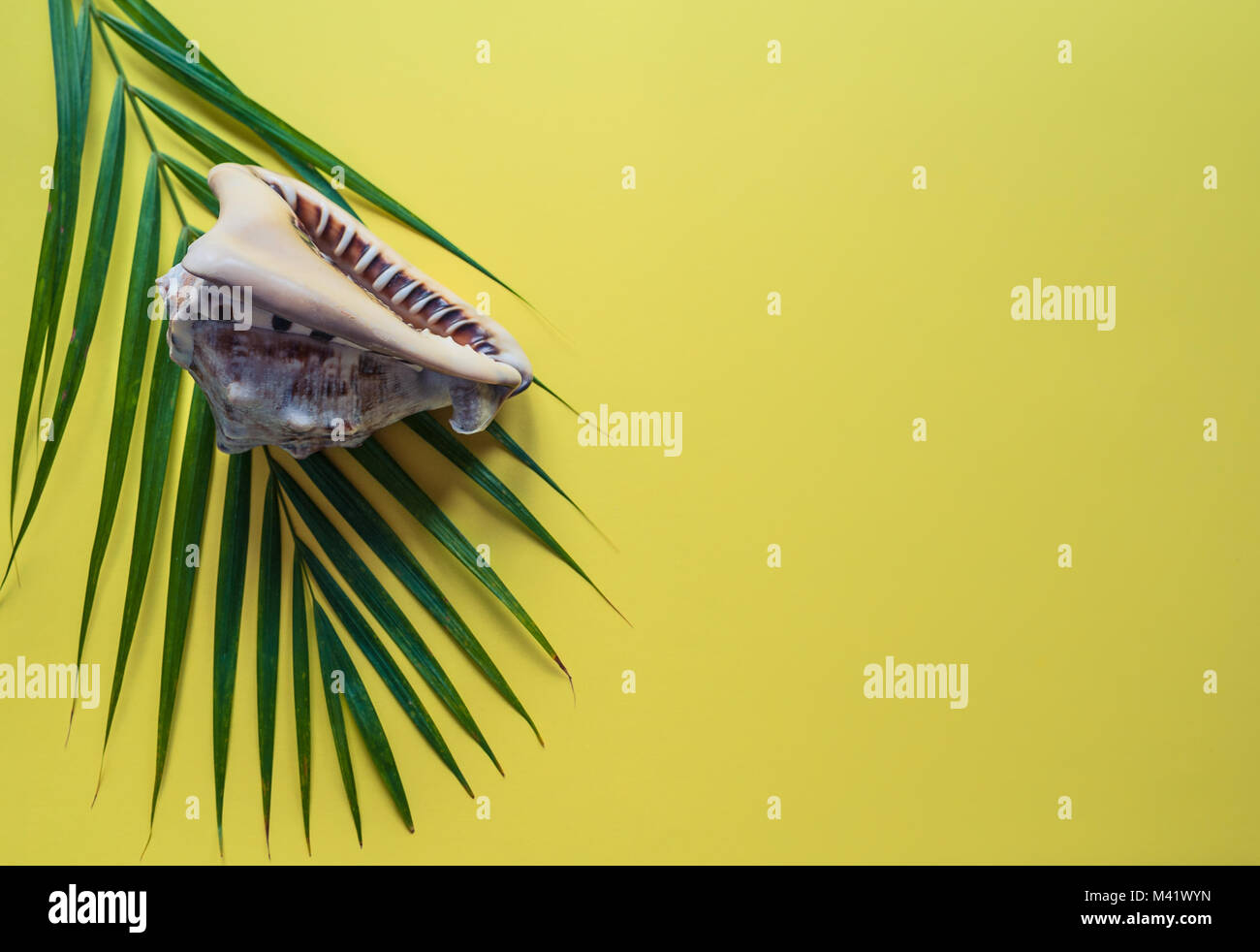 tropical holiday concept: big tropical sea shell with a palm tree leaf ...