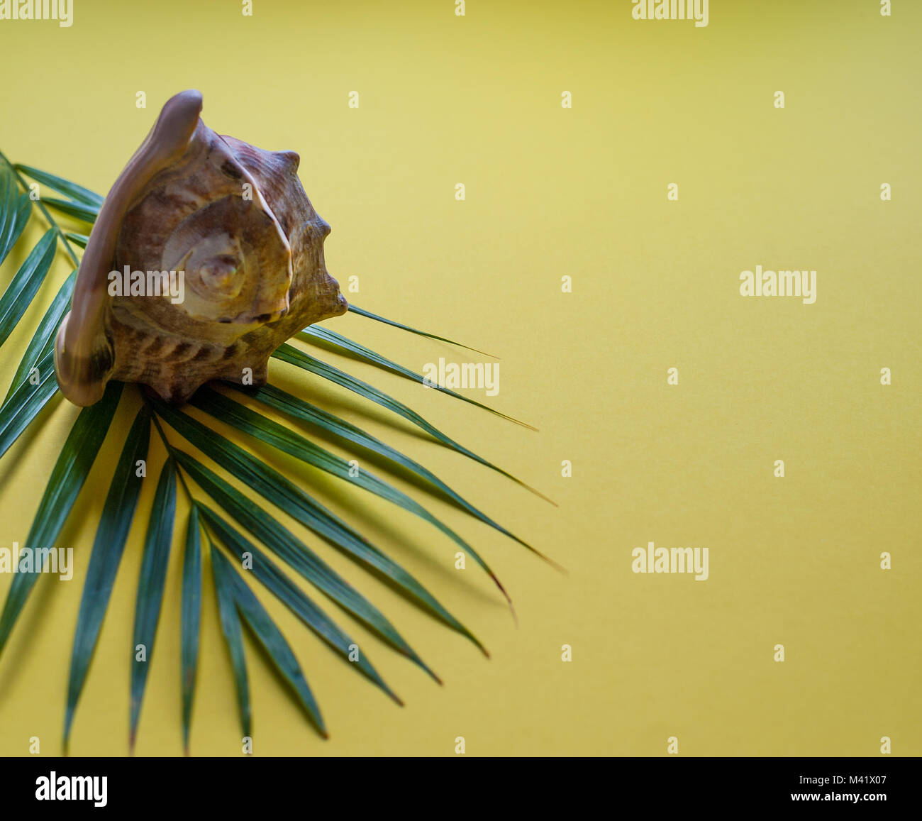 tropical holiday concept: big tropical sea shell with a palm tree leaf ...