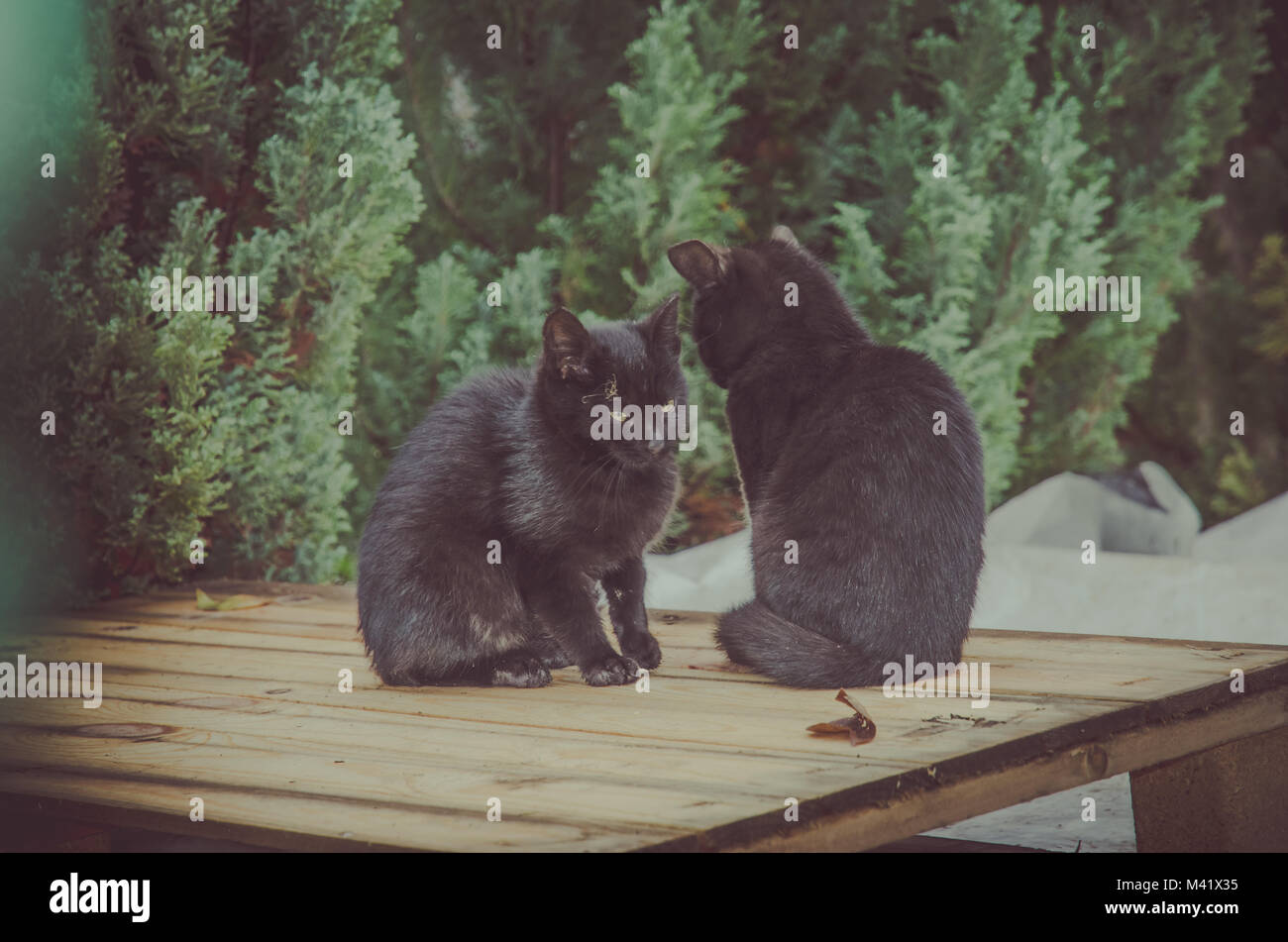 couple of black cats sitting together outdoors Stock Photo - Alamy