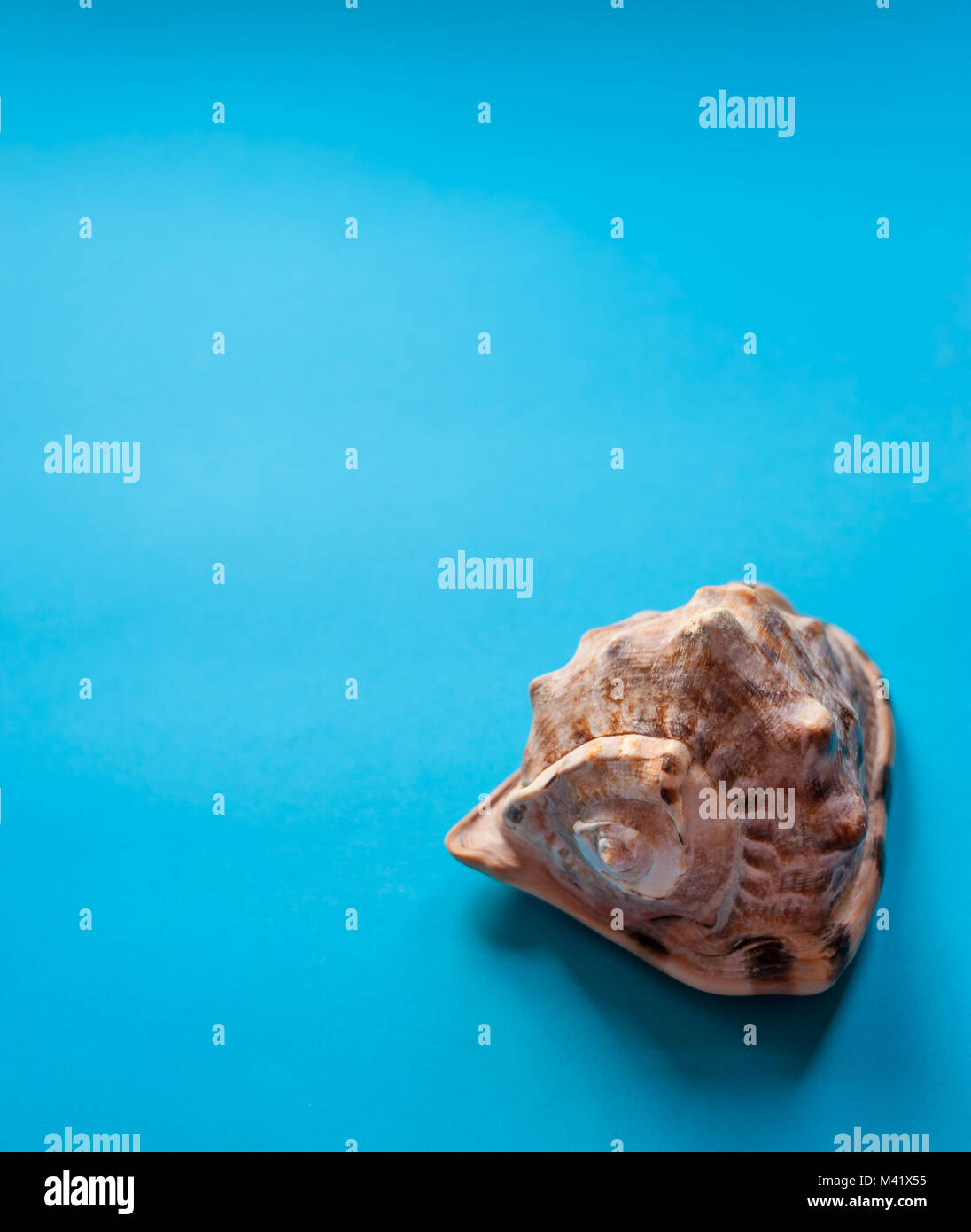 tropical paradise concept: big tropical shell on a turquoise background ...
