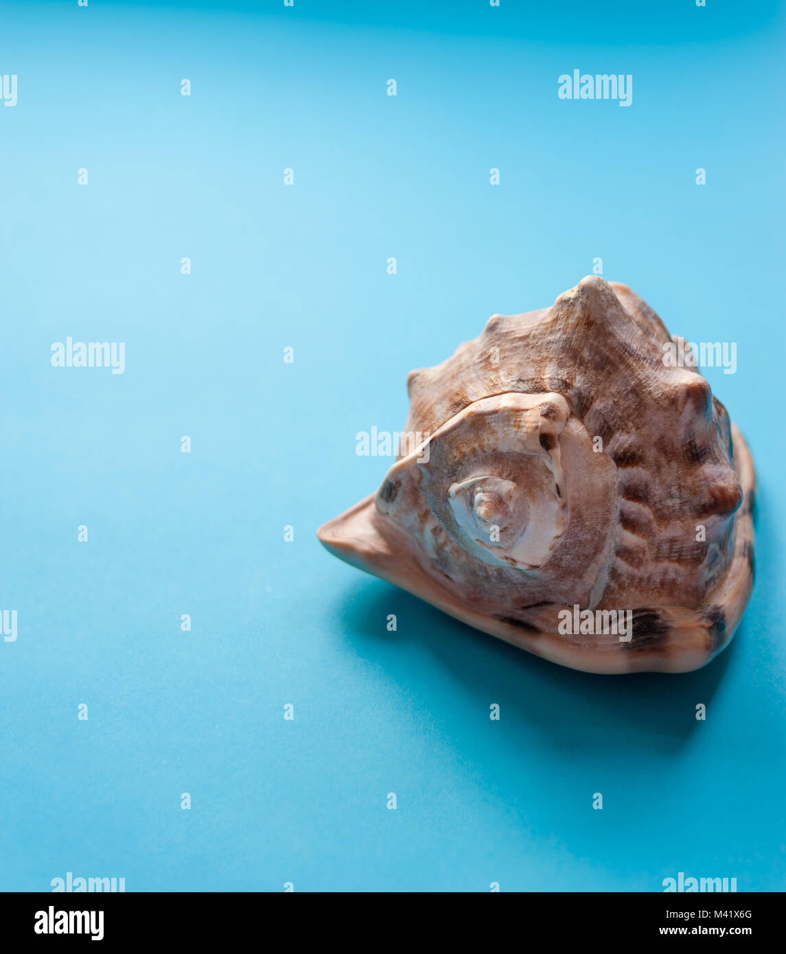 tropical paradise concept: big tropical shell on a turquoise background ...