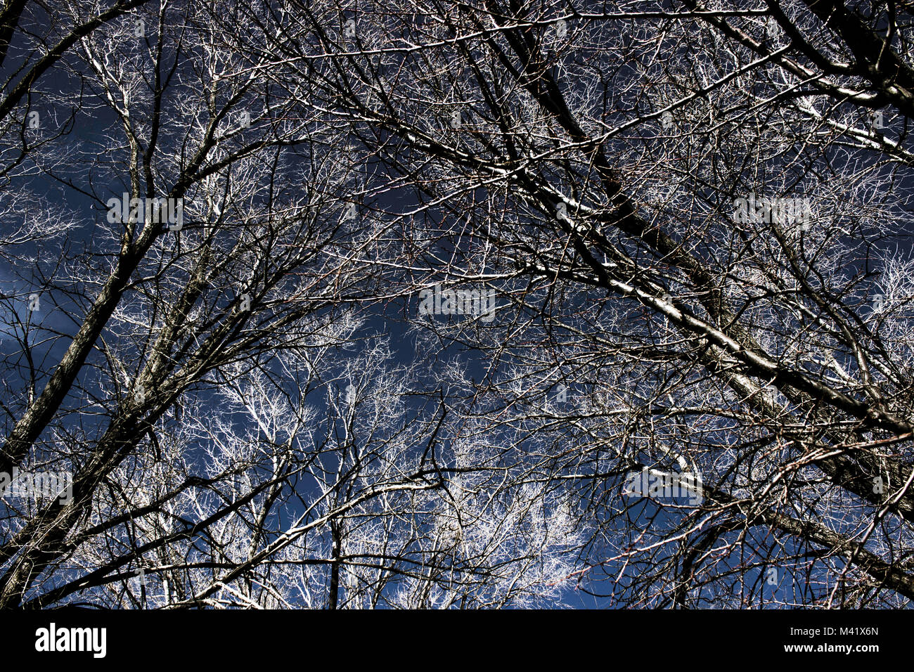 A deep, dark, blue sky contrasts to white tree limbs Stock Photo - Alamy