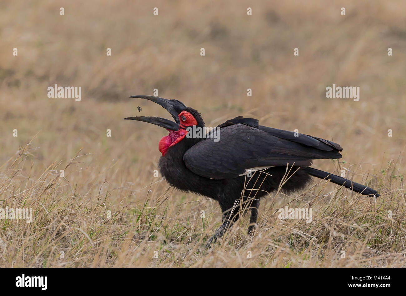 Bird catching spider hi-res stock photography and images - Alamy