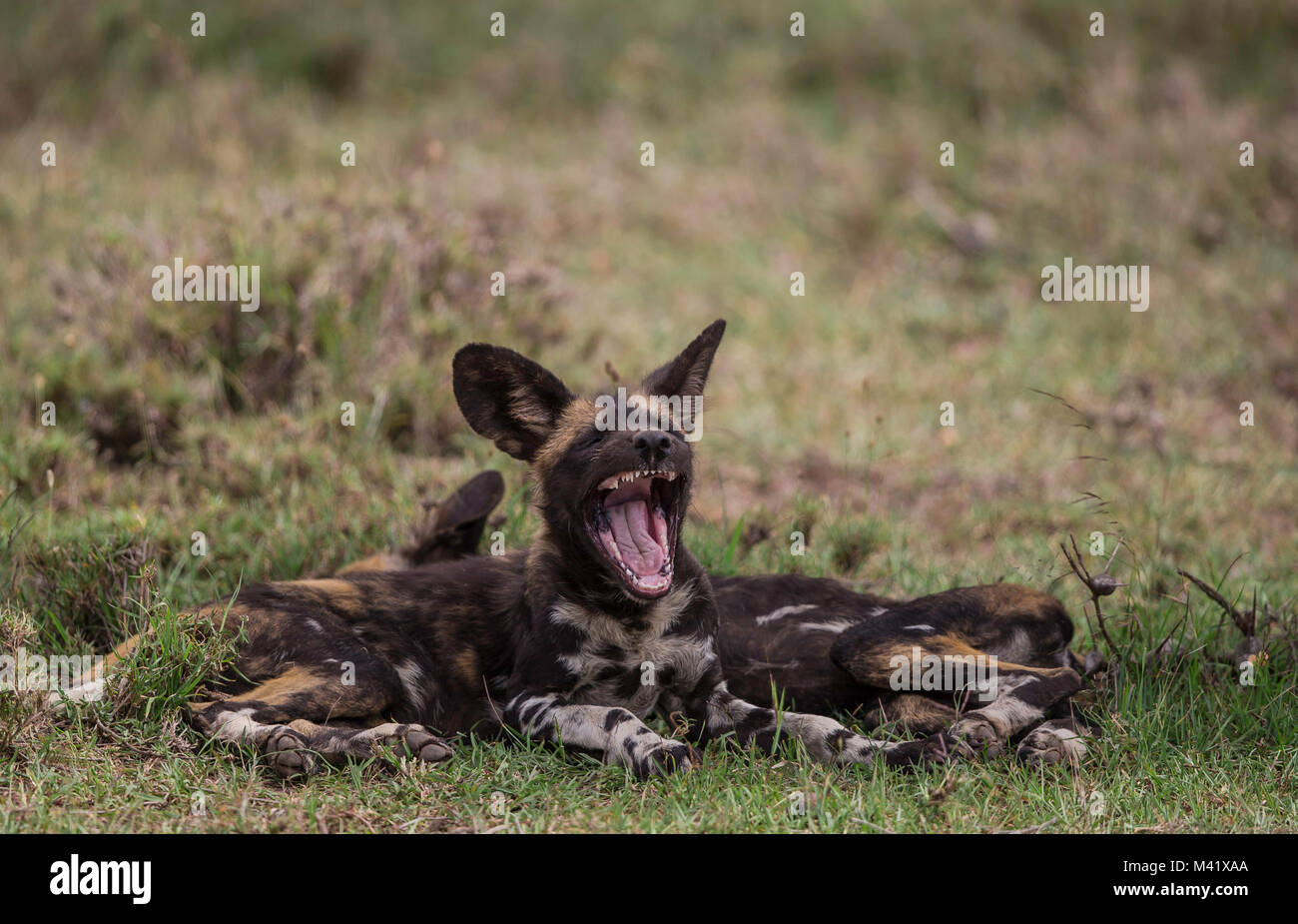 African Wild Dog Yawning Stock Photo - Alamy
