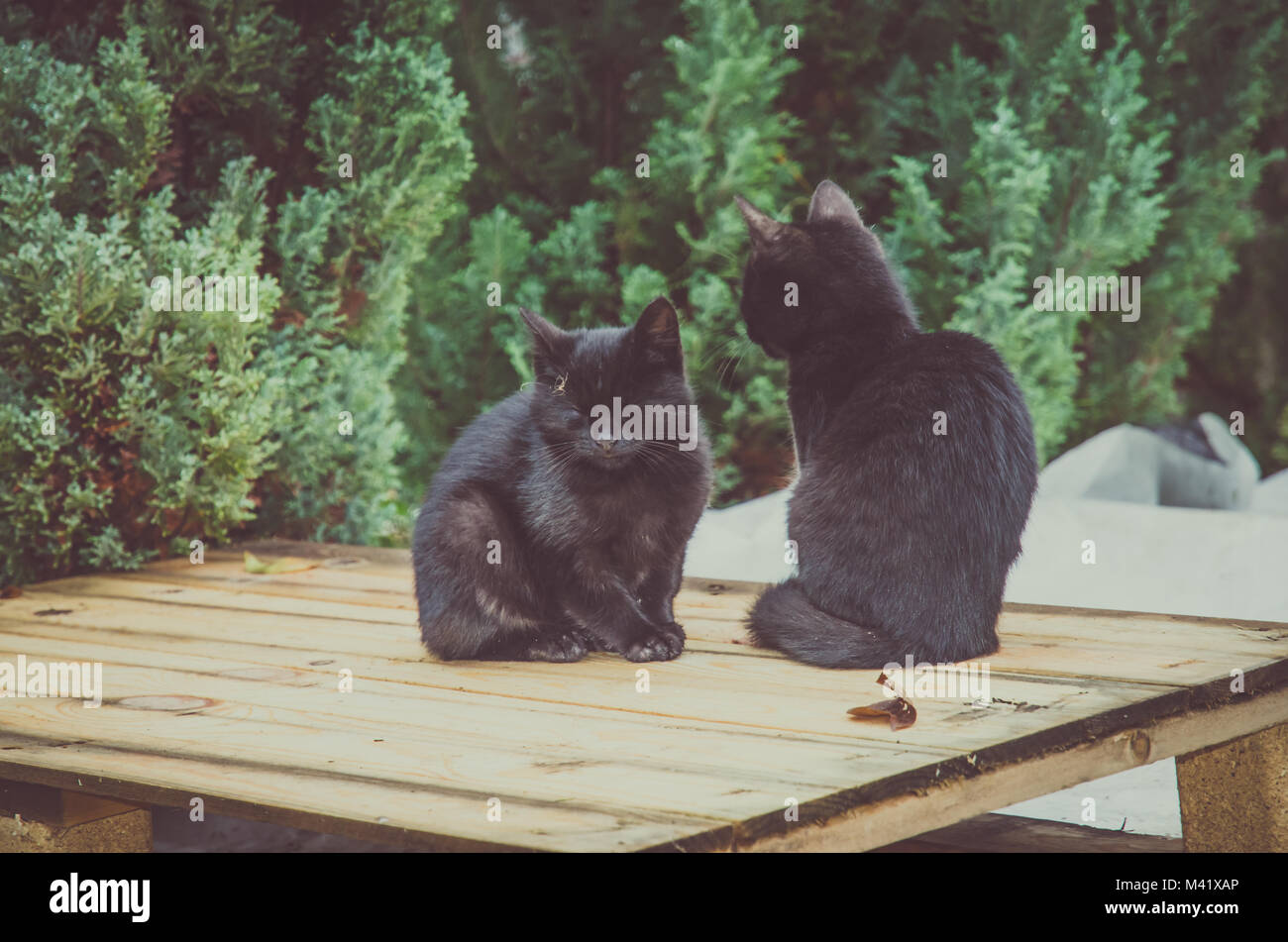 couple of black cats sitting together outdoors Stock Photo - Alamy