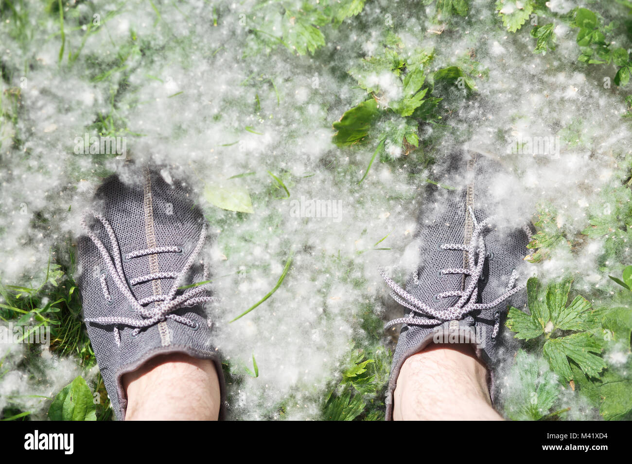 Male feet on grass covered with poplar fluff Stock Photo - Alamy