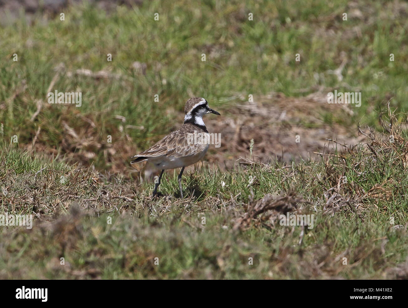Charadrius thoracicus hi-res stock photography and images - Alamy