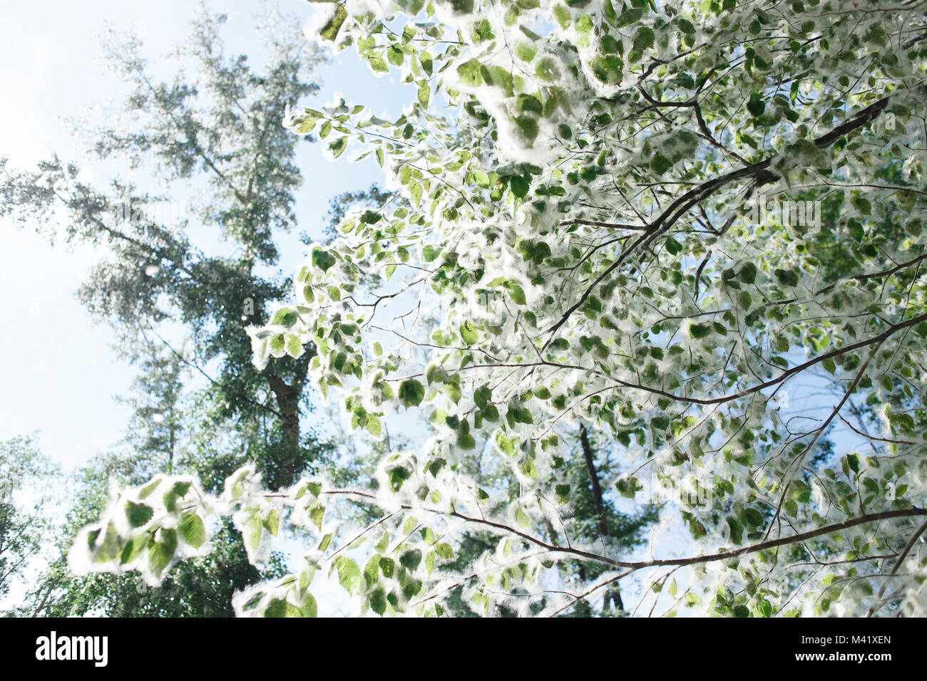 Poplar branch with feathers, foliage and seeds on blue sky background ...